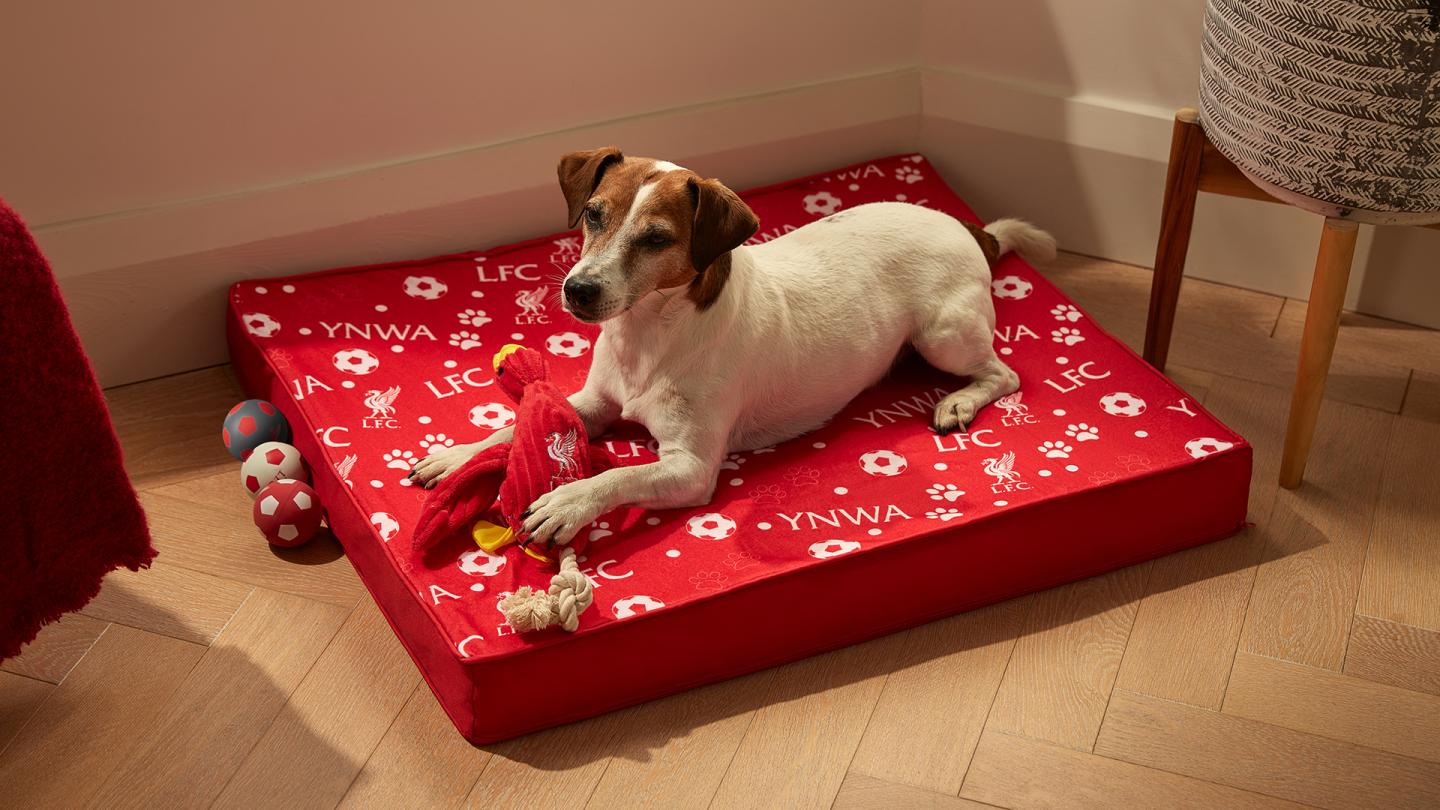 Out now: The new Liverpool FC pet range - Liverpool FC