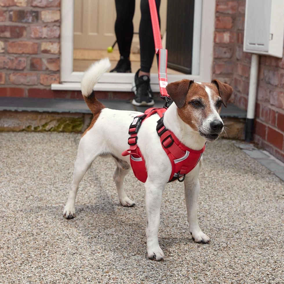 Out now: The new Liverpool FC pet range - Liverpool FC